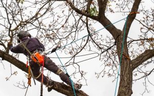 Types of Climbing Rope: Guide to the Different Options